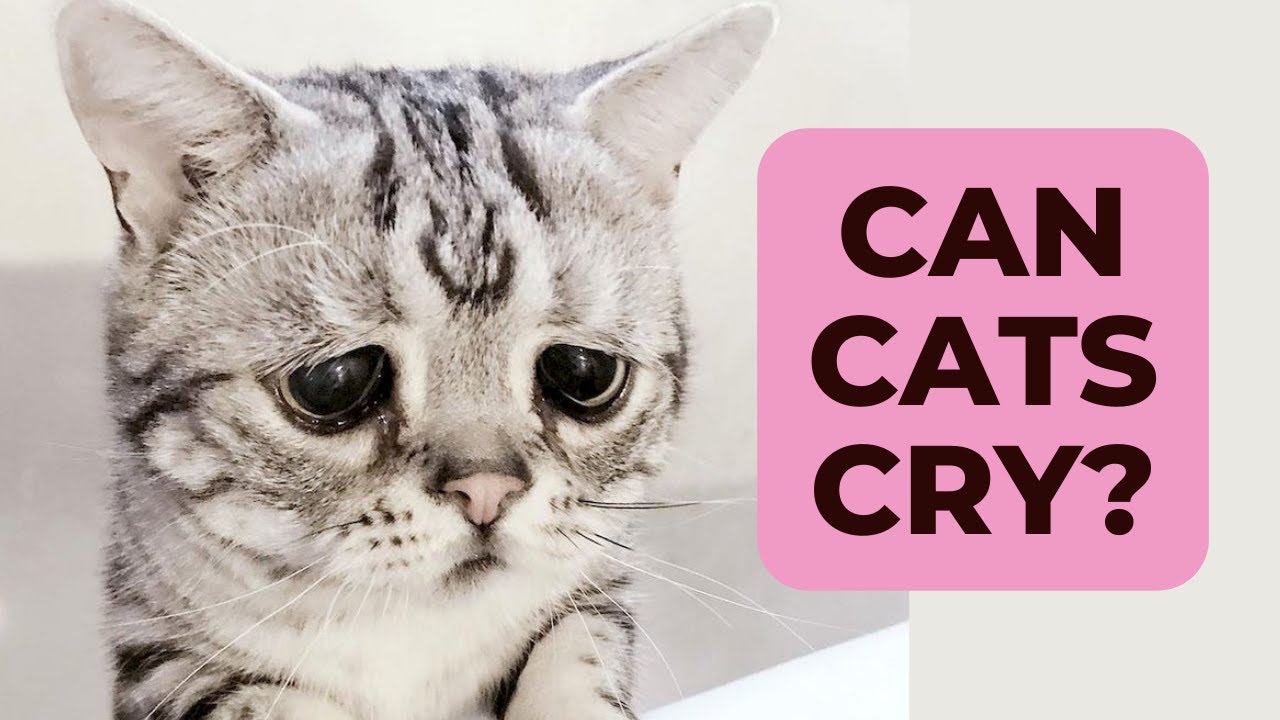 Can Cats Cry from Emotions? Unveiling the Truth About Feline Tears ...