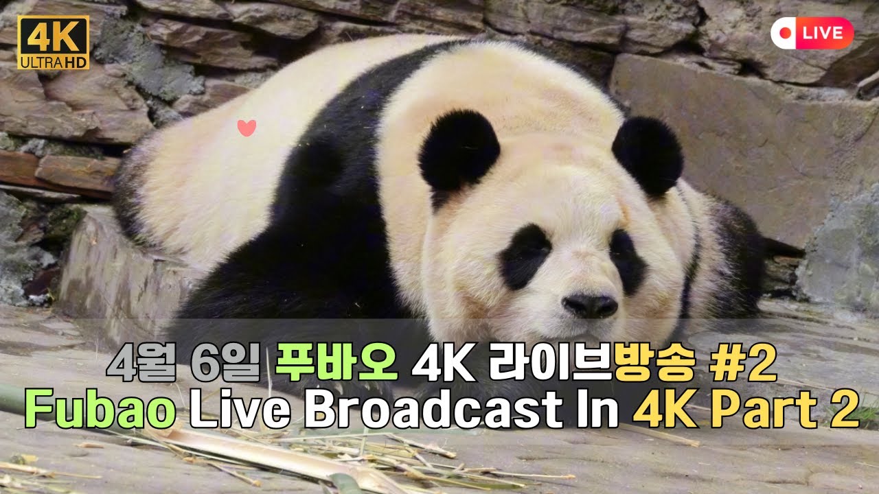 4월6일 오후의 푸바오를 4K 고화질 방송으로 만나보세요.(4K Fubao Live Broadcasting) - YouTube