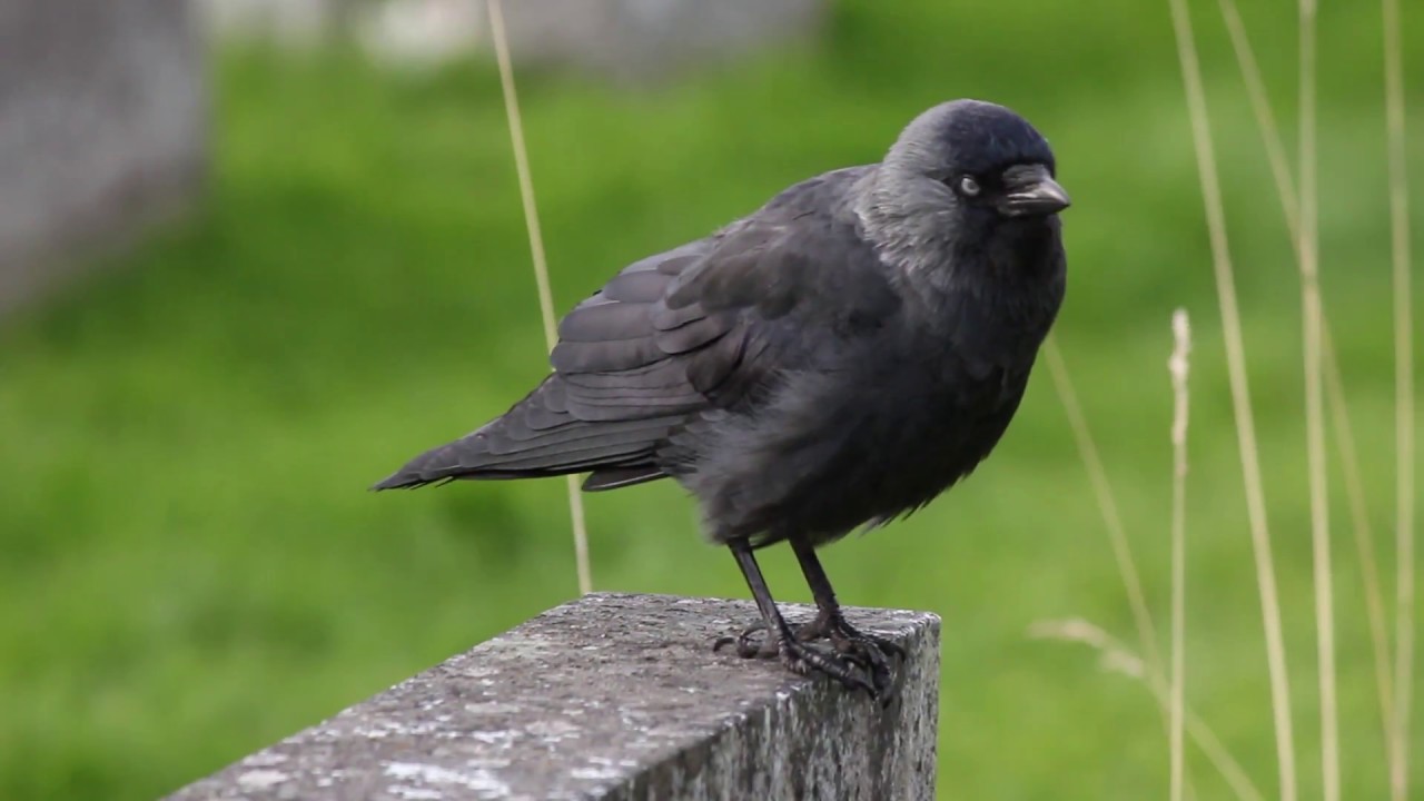 CrowJob Teaser Trailer - YouTube