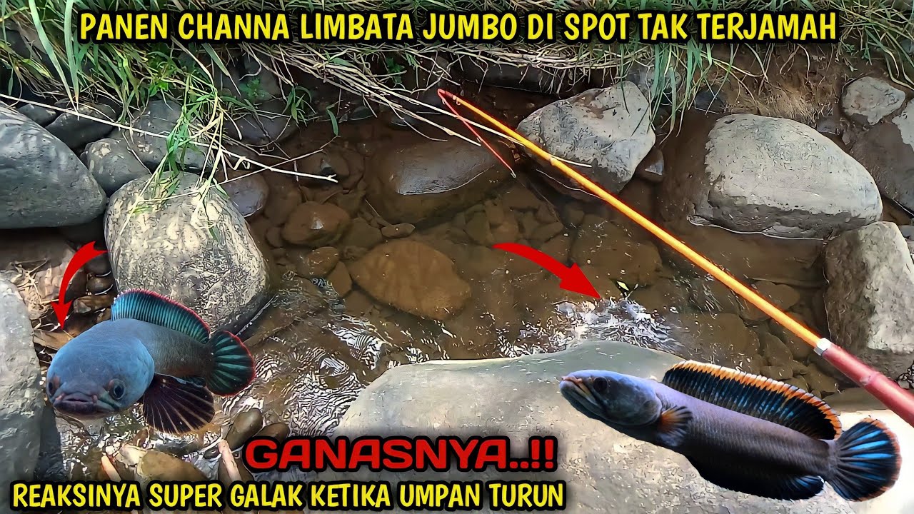 Mancing Ikan Channa Limbata / Kotes Di Sungai bebatuan Pas Airnya Surut ...