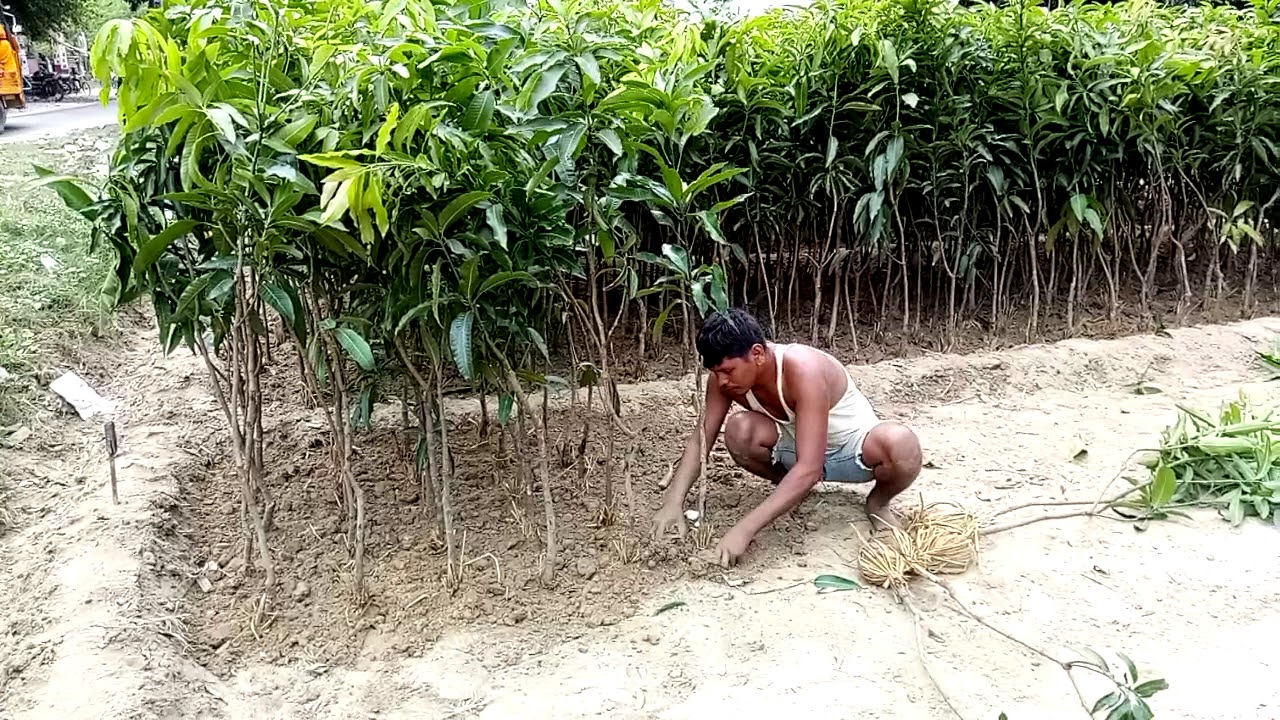 Kuswaha narsari farm sonmati - YouTube