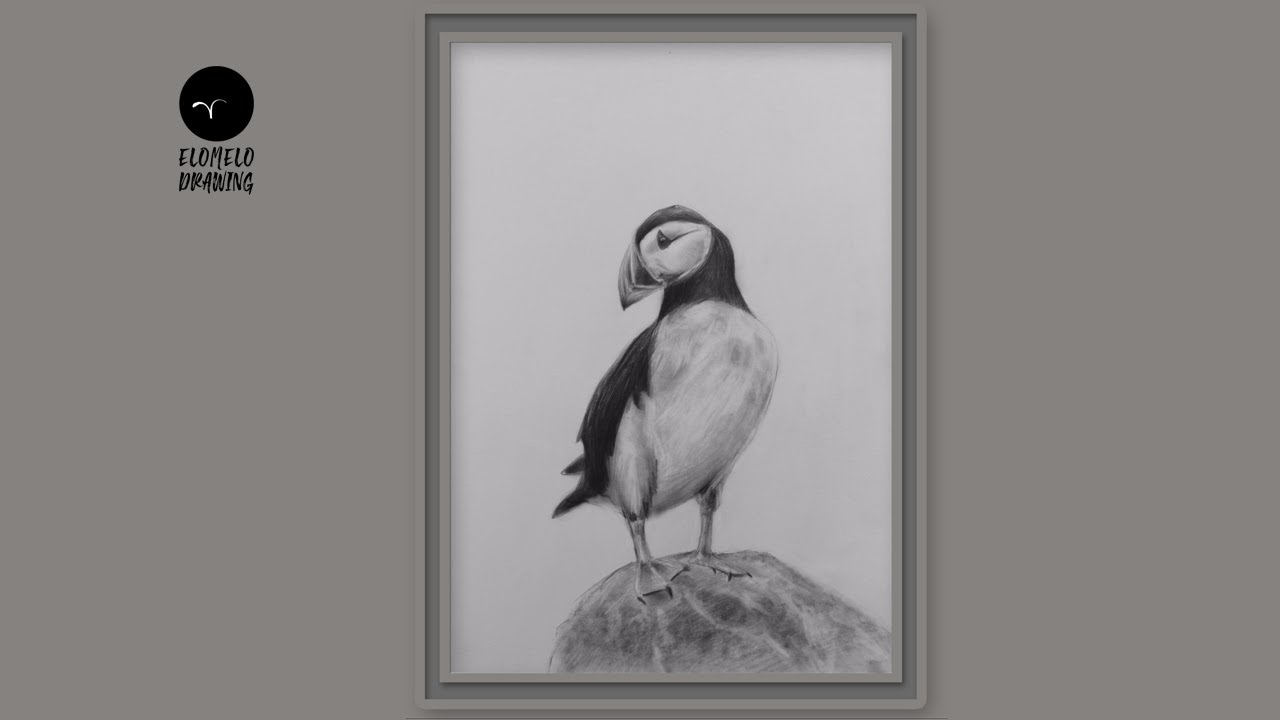 How To Draw A Puffin Bird Step By Step || Pencil Sketch || Drawing ...