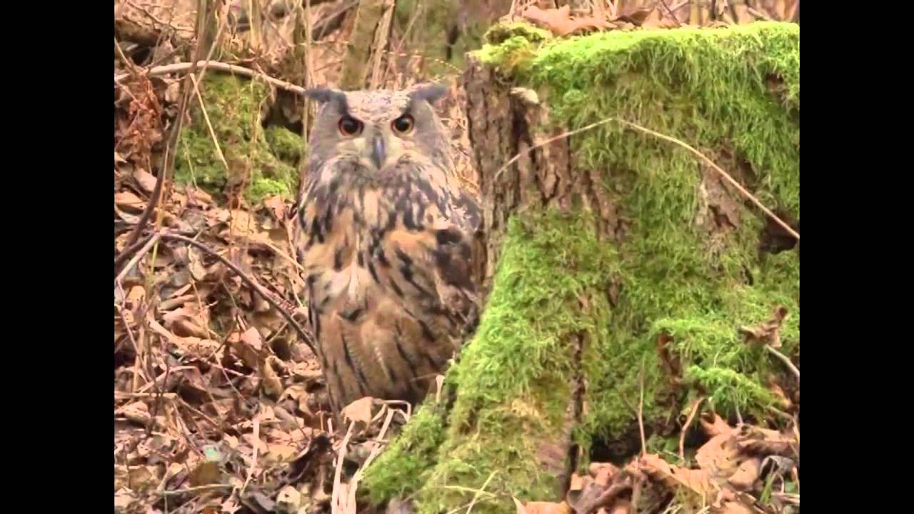 Совы Польши Sowy Polski, Artur Tabor, 2011 - YouTube