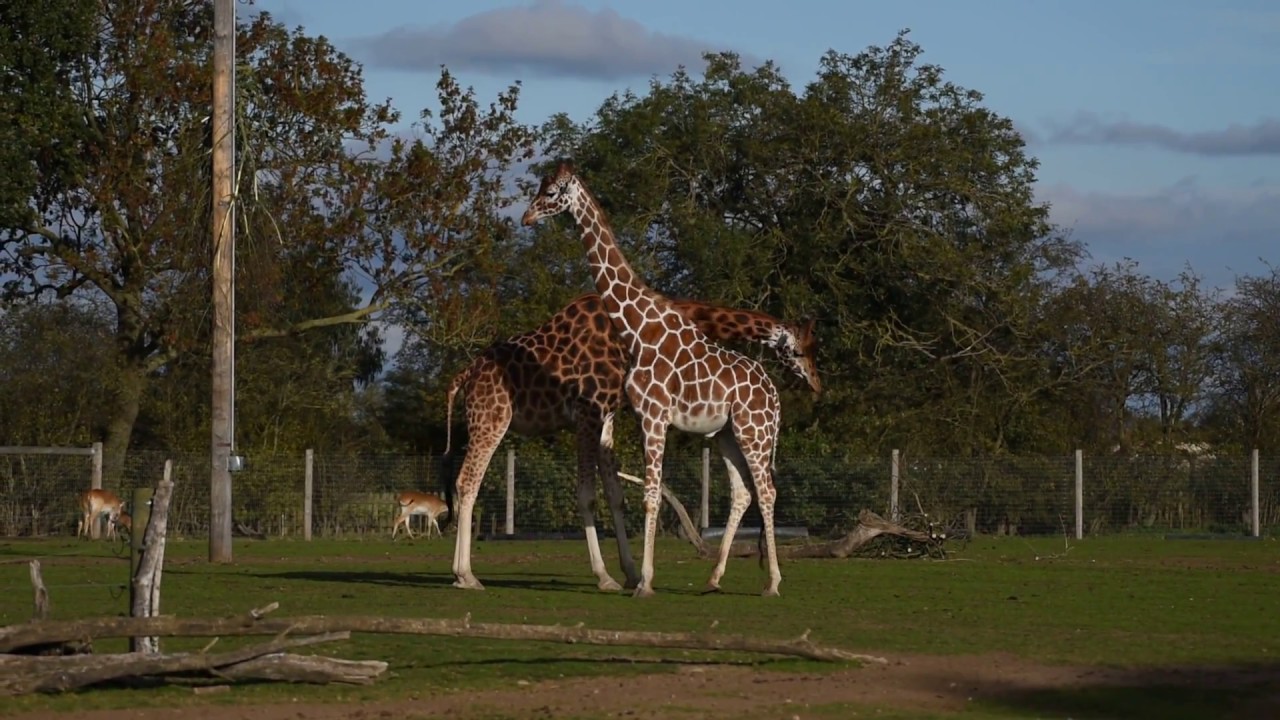 YWP Giraffes - YouTube