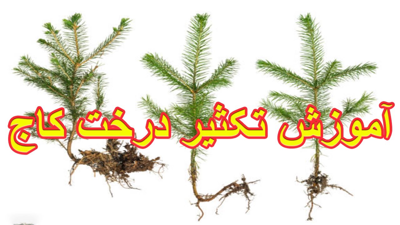Propagate Pine Tree - آموزش تکثیر درخت کاج - YouTube