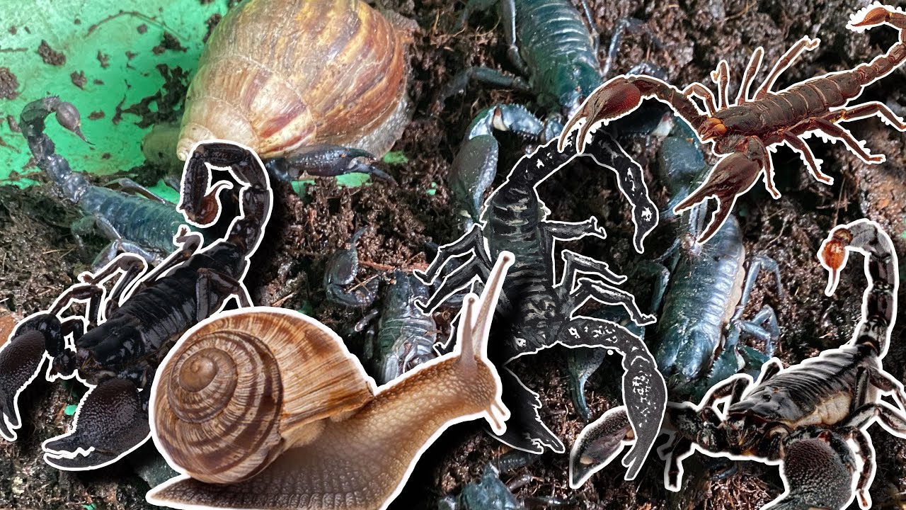Scorpions and snail live together #insects #animal #wildlife#pets # ...