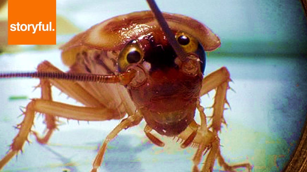 Man Fights Off Insane Cockroach Infestation (Storyful, Crazy) - YouTube