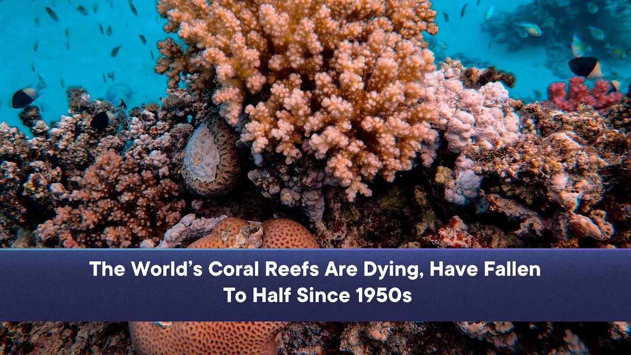 The World’s Coral Reefs Are Dying, Have Fallen To Half Since 1950s ...