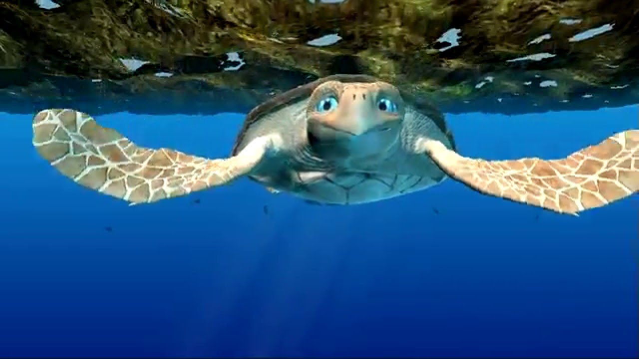 Turtle Scenes Preview - YouTube