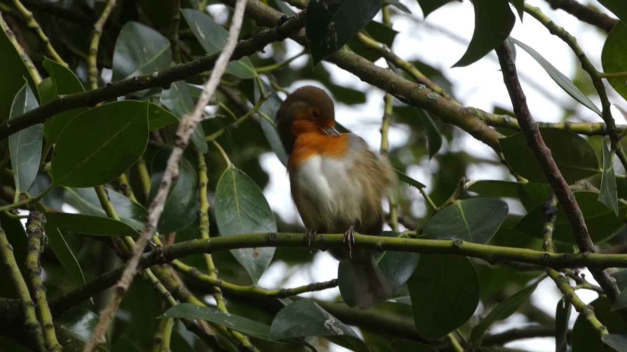 Robin preening - YouTube