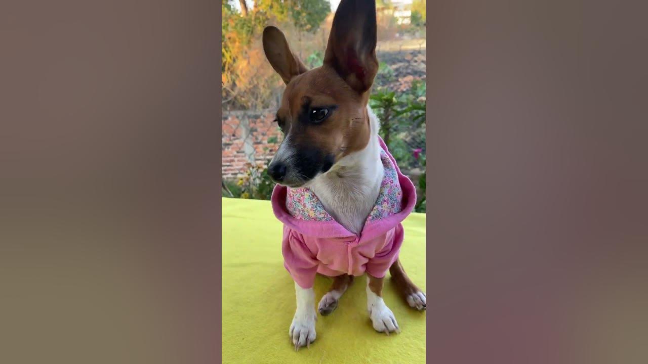 Soy Muy Linda 🥰🐶 Youtube