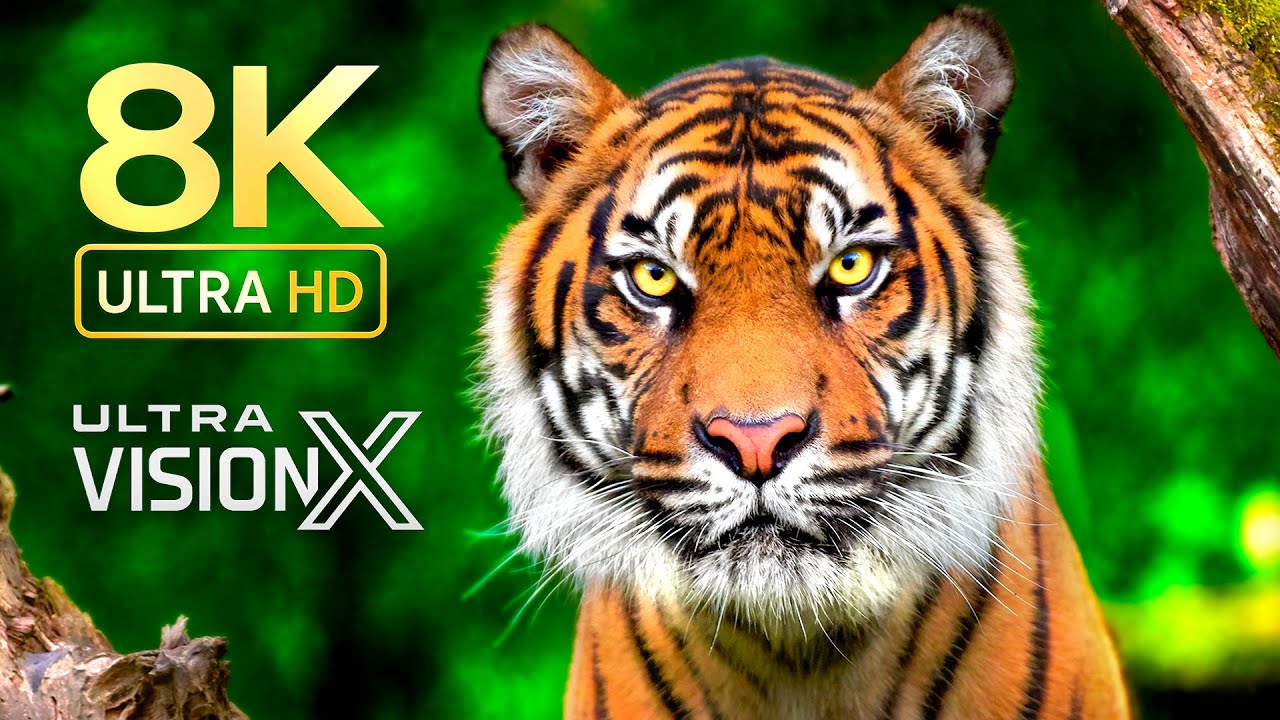 BEYOND THE WILD 8K ULTRA HD – Incredible Animals in Ultra Detail 4K TV ...