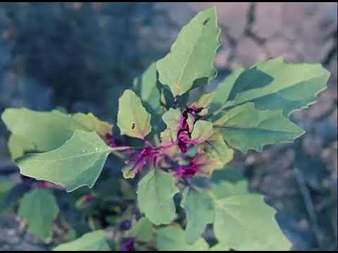 Healthy Benefits of Wormseed oil Uses - YouTube