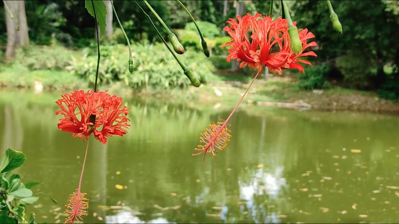 Flowers | 87 | Spider hibiscus | Hibiscus schizopetalus | flowers world ...