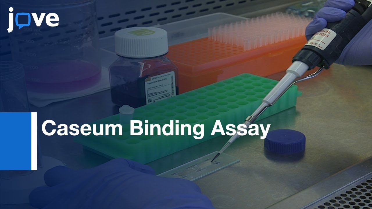Caseum Binding Assay: Predicts Drug Penetration (Tuberculosis Lesions ...