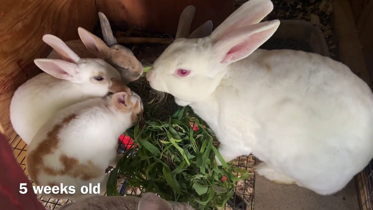 BABY BUNNIES!!! Our babycakes had 5 mini rex bunnies! - YouTube