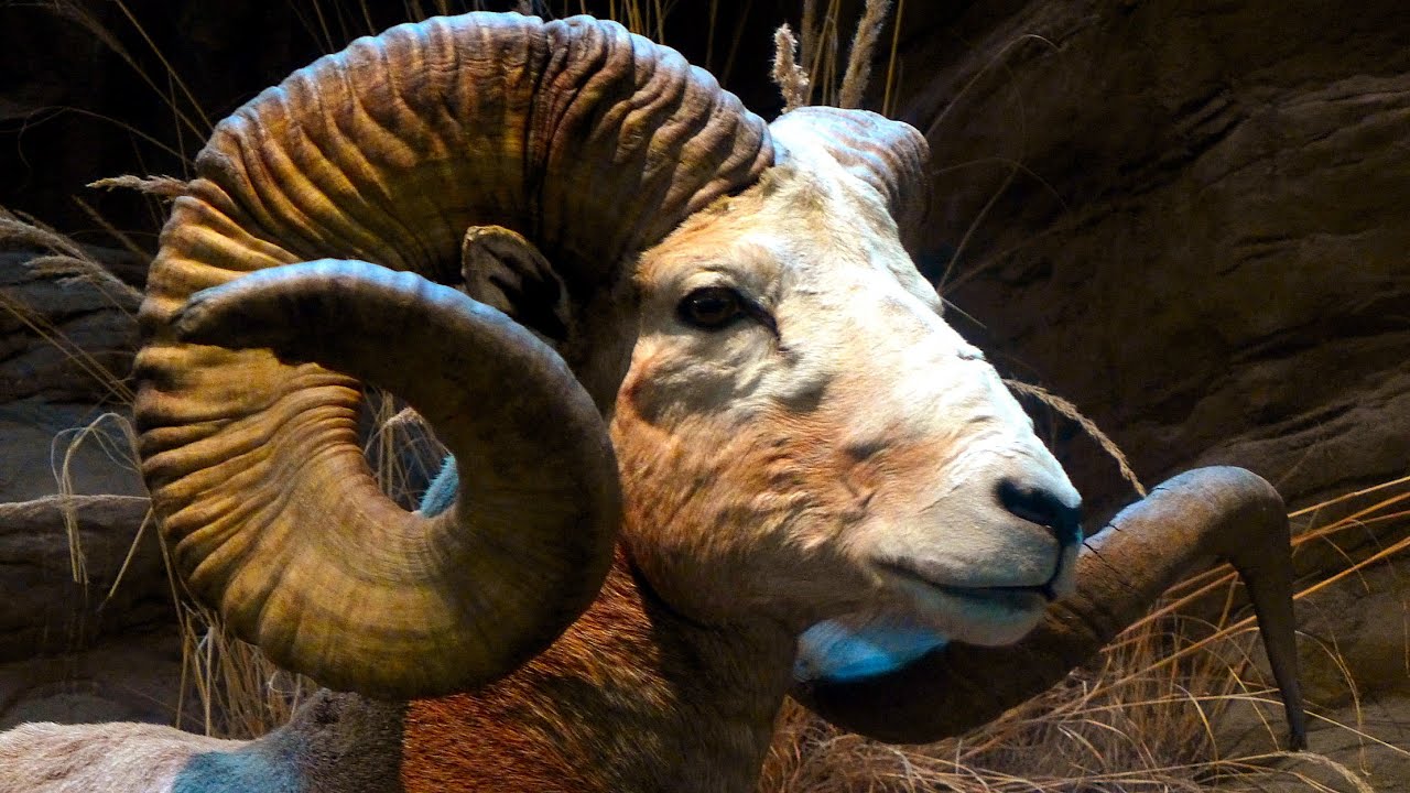 Work High Energy Dogs Using Sheep Humanely - Enrichment - - YouTube