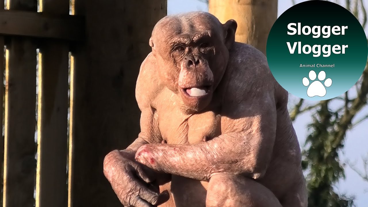 Jambo The Hairless Chimp Snacks On Some Snow And Ice - YouTube