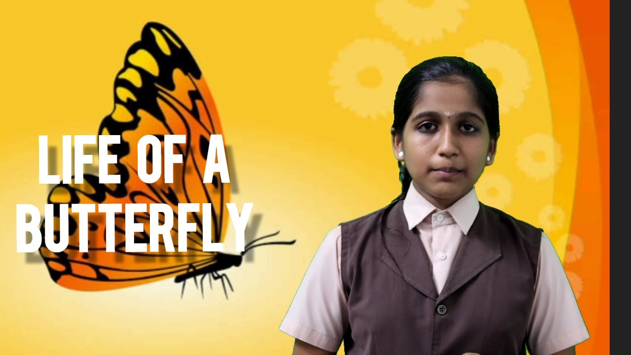 Lets dive into the "LIFE CYCLE OF A BUTTERFLY"🦋 | Jyothianz Radio - YouTube