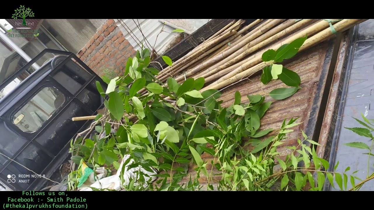 Tree Planting The Kalpvruksh Tree Foundation, 28 June 2020 - YouTube