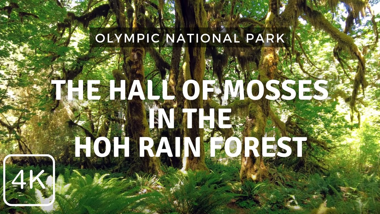In the Hoh Rain Forest | Hiking the Hall of Mosses Trail | Olympic ...