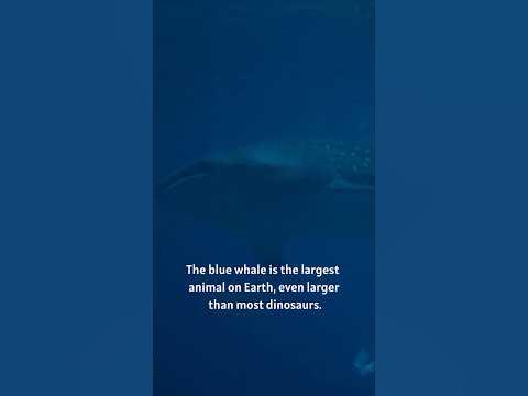 A Blue Whale is the largest animal on earth (Animal Fact) #shorts # ...