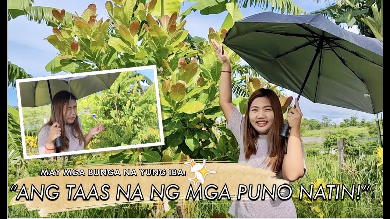 "ANG TAAS NA NG MGA PUNO NATIN!🌳🌱🍃(May mga bunga na yung iba!)🍇 ...