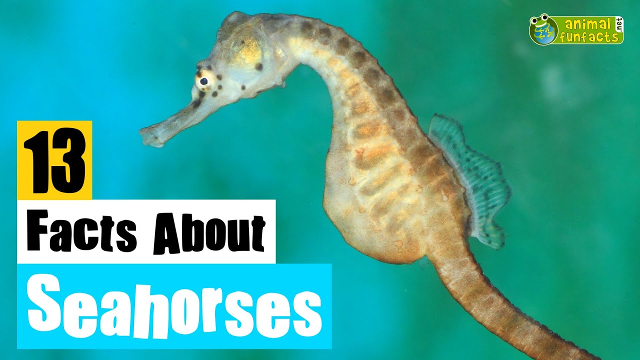 13 Facts About Seahorses Learn All About Seahorses Animals For Kids 13-facts-about-seahorses-learn-all-about-seahorses-animals-for-kids