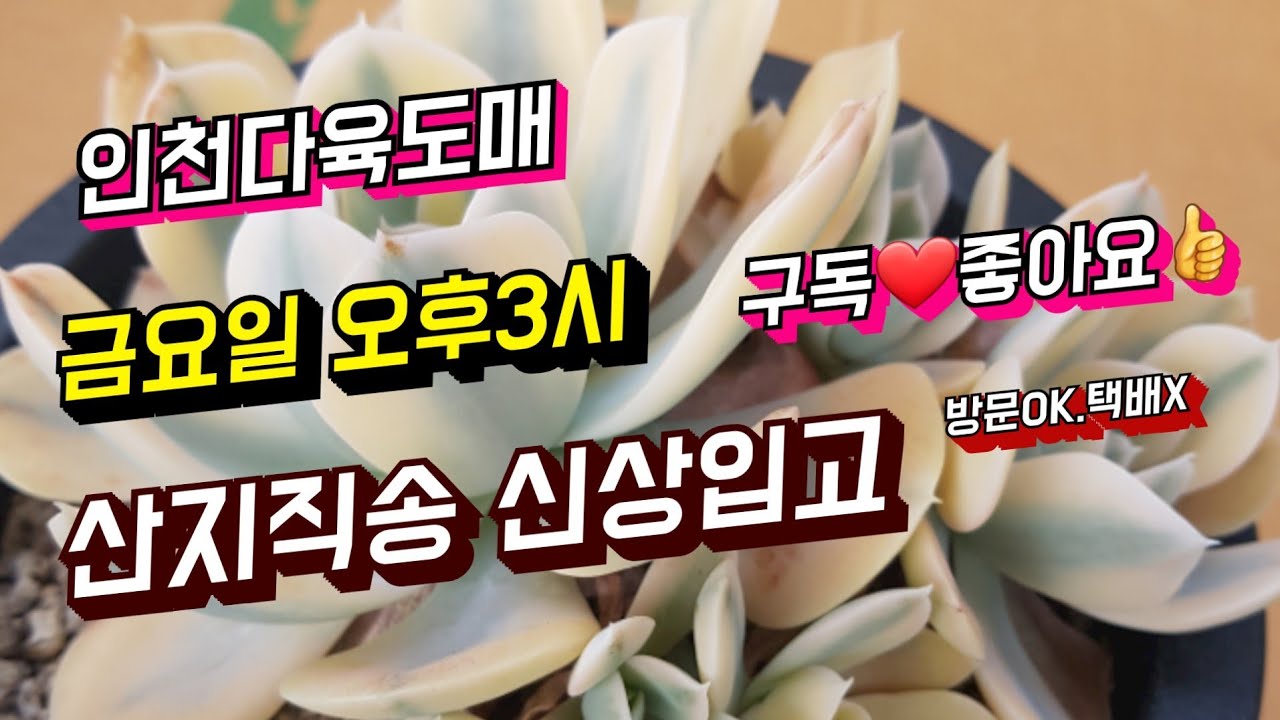 인천다육 내일은 신상들어오는 날 인천다육도매다육이싼집다육화분세일다육이다육이름다육가격다육키우는법철화창다육천원