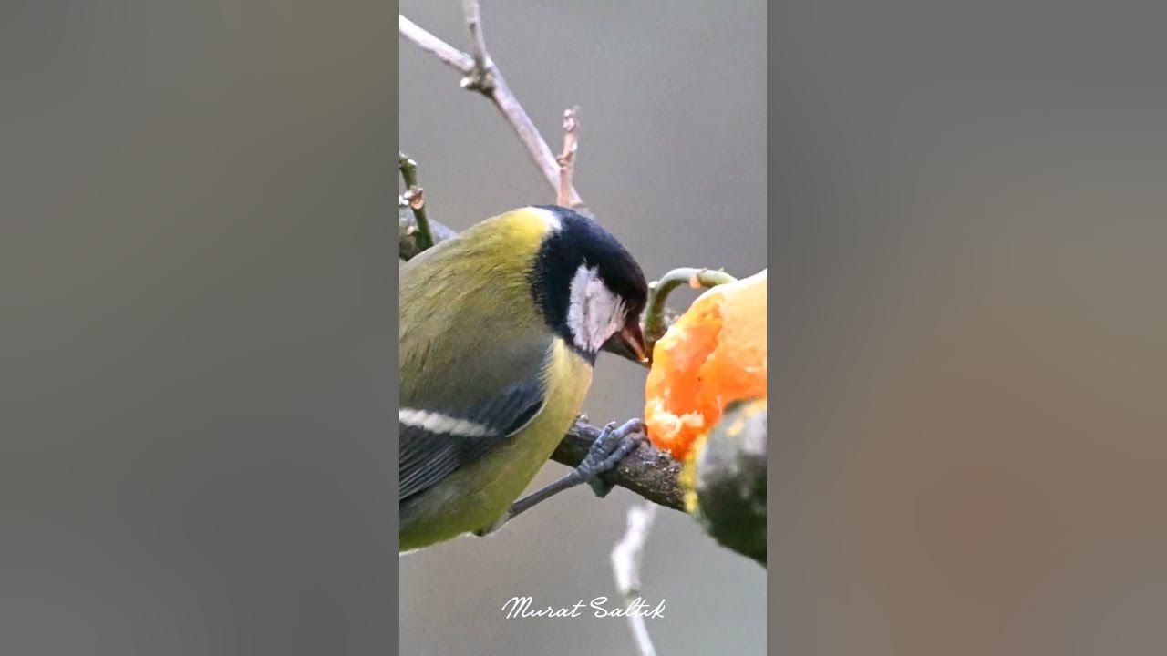Nikon Z 600mm F4 Tc Nikon Z9 Nikon Z9 Video Test Büyük Baştankara Great Tit Parus Major