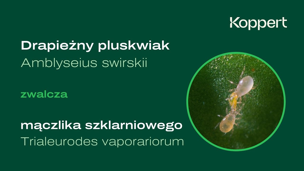 Zwalczanie mączlika | Drapieżny roztocz | Amblyseius swirskii | Koppert ...