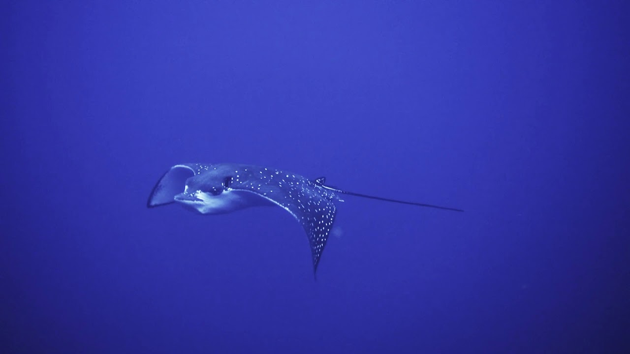 Eagle Rays in Adara, East Timor - YouTube