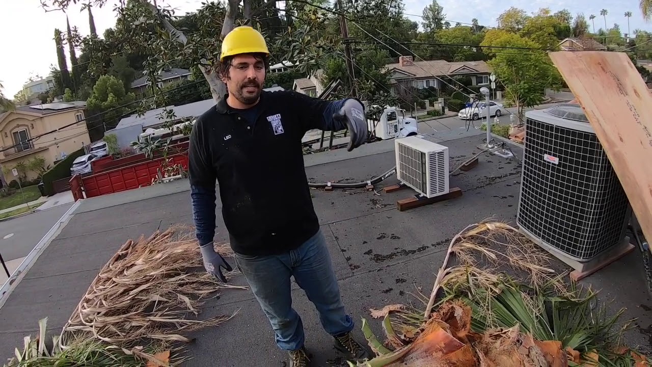 Removing 2 Palm Trees YouTube Removing 2 Palm Trees YouTube