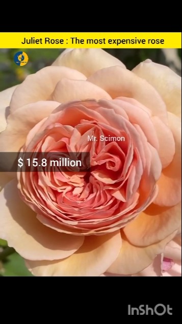 Juliet Rose- Most expensive rose in the world || @mrscimon - YouTube