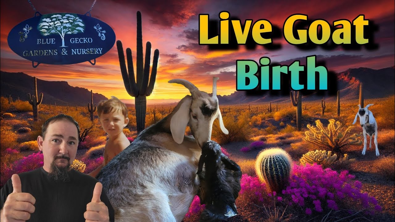 Live Goat Birth! Witness Bambi’s Incredible Kidding Experience - YouTube
