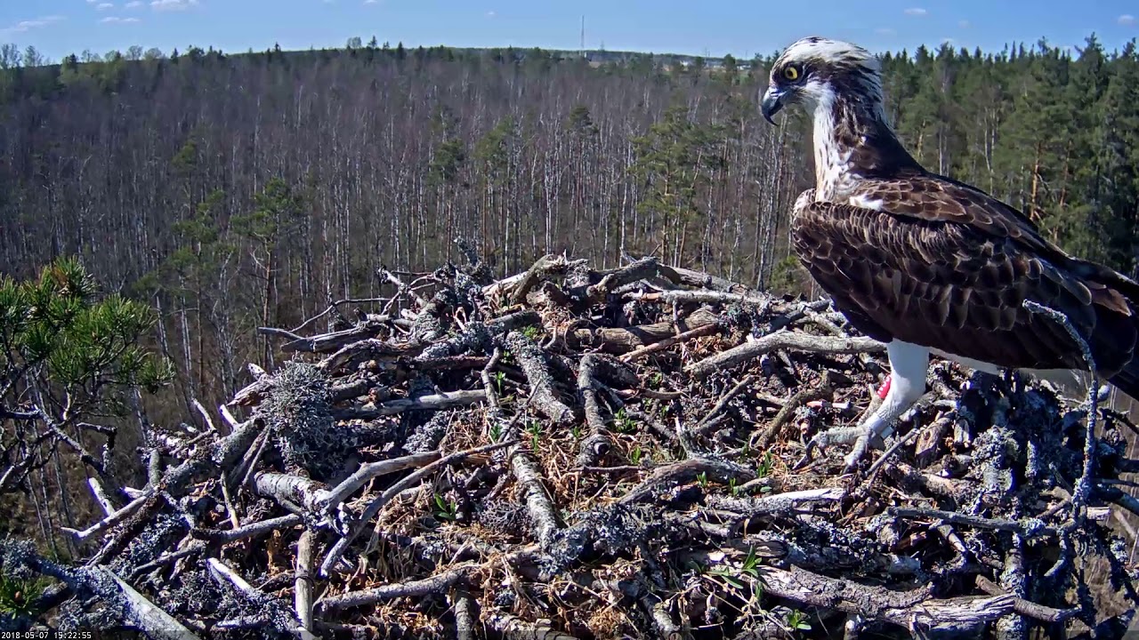 07/05/2018 15:21 Latvian osprey N59 visits kalakotkas nest - YouTube