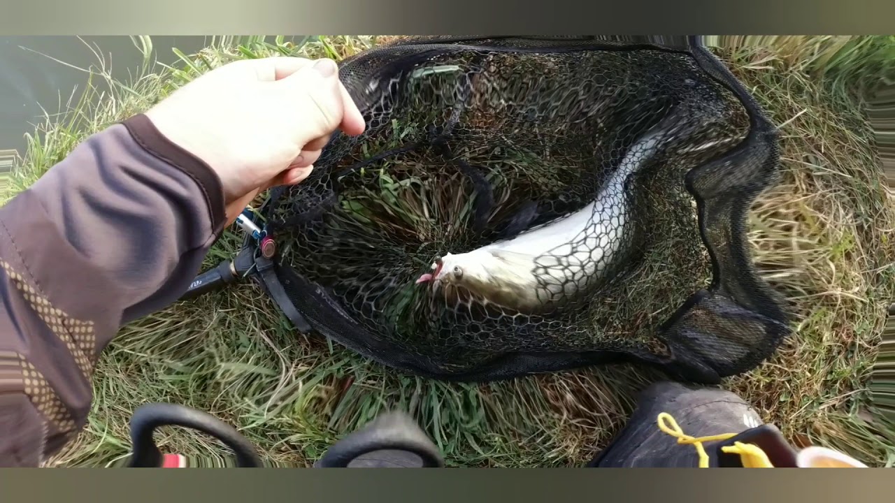 Zeds on Neds! - UK Zander fishing on Lures - YouTube