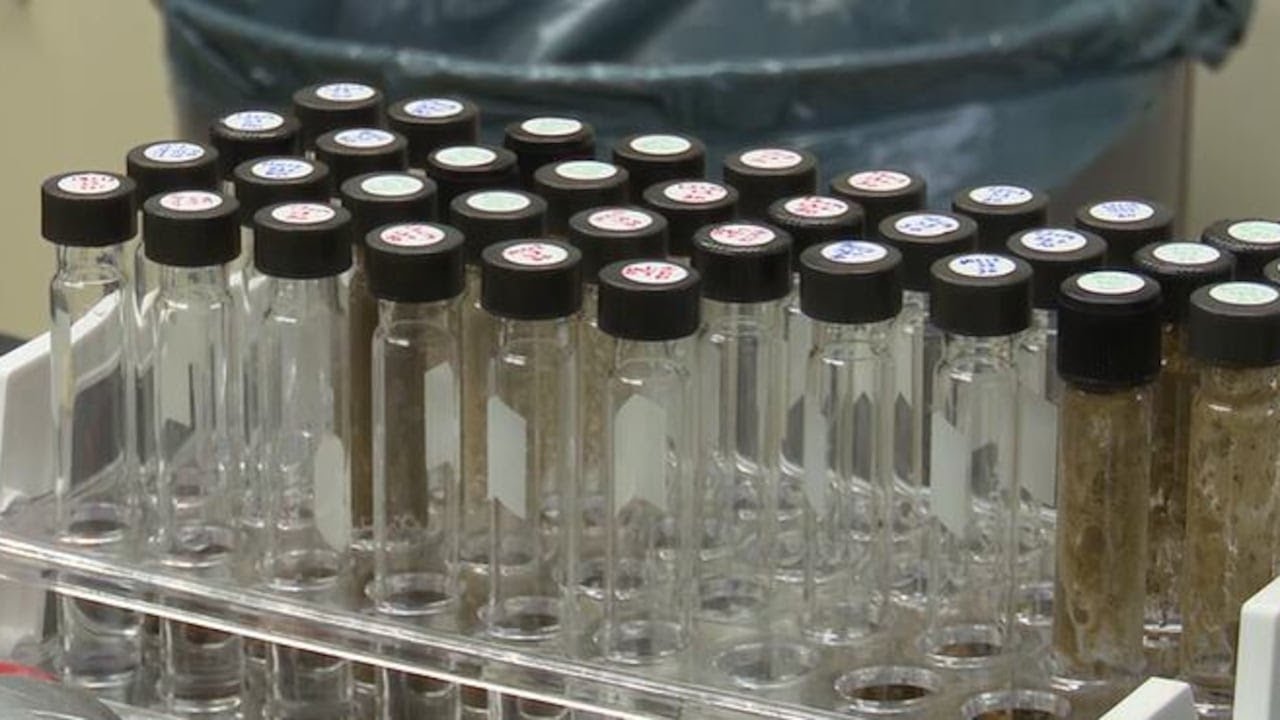 Michigan State University researchers discover microbe that helps ...