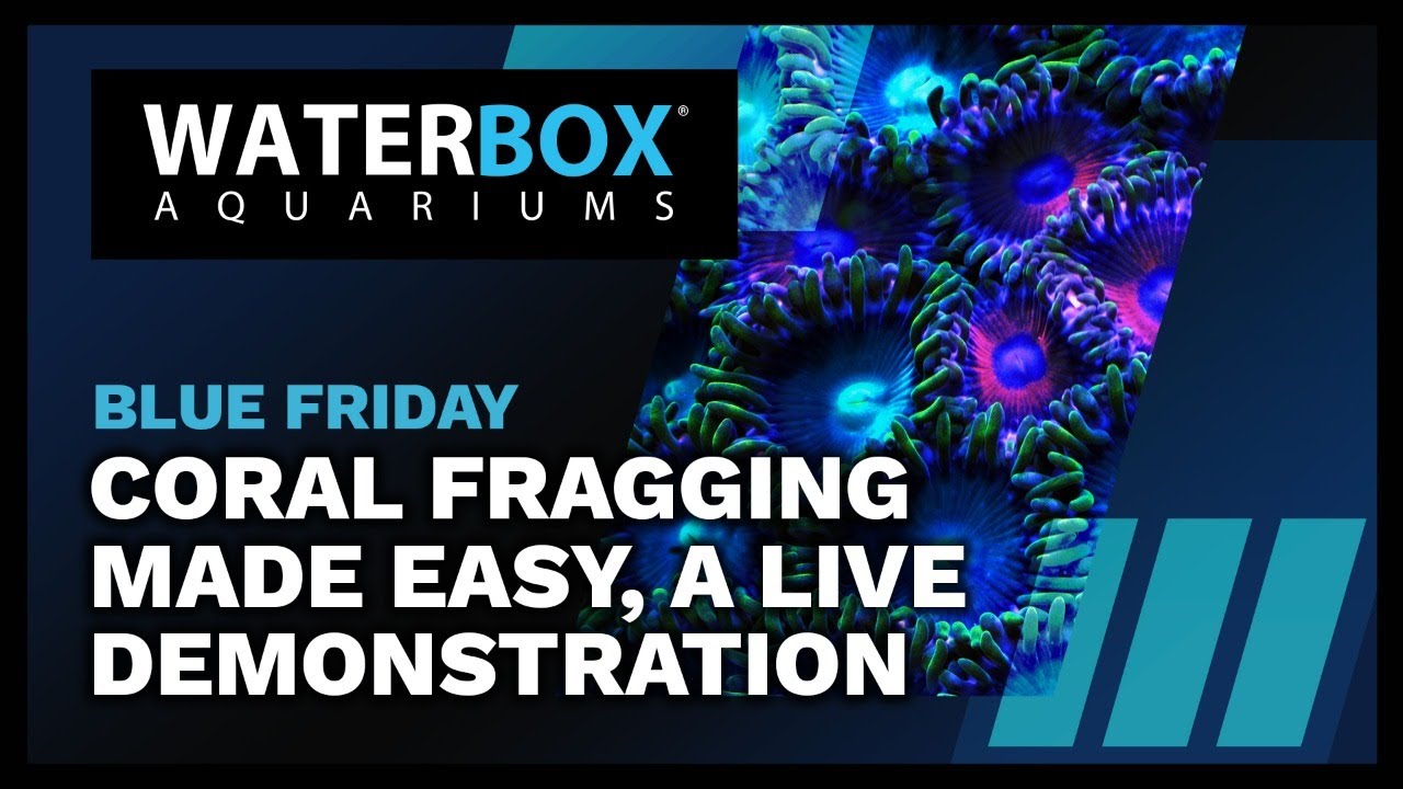 Coral Fragging Made Easy, A Live Demonstration - YouTube