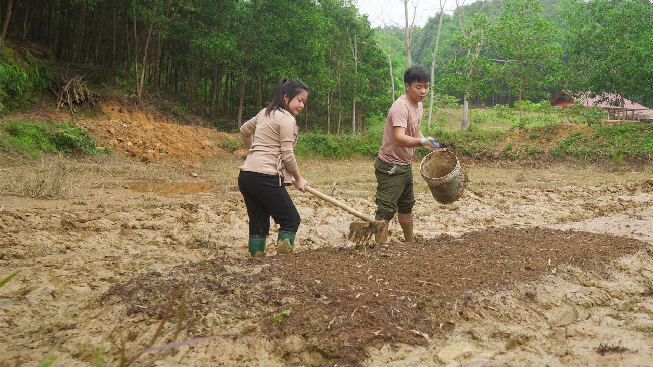 Sowing rice seed in shallow pond, Preparing to plant spring rice ...