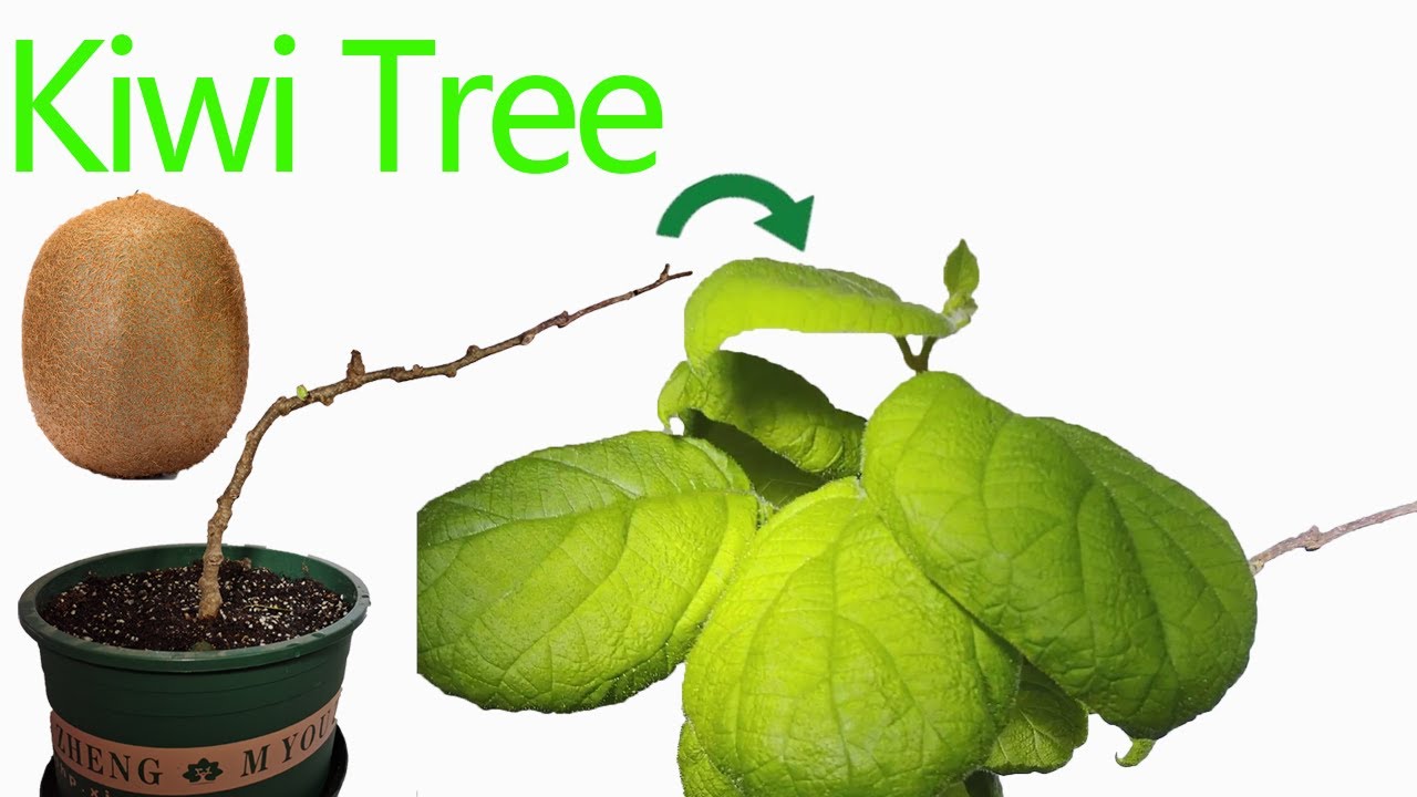 Growing Kiwi Tree Time Lapse Kiwi vine sprout - YouTube