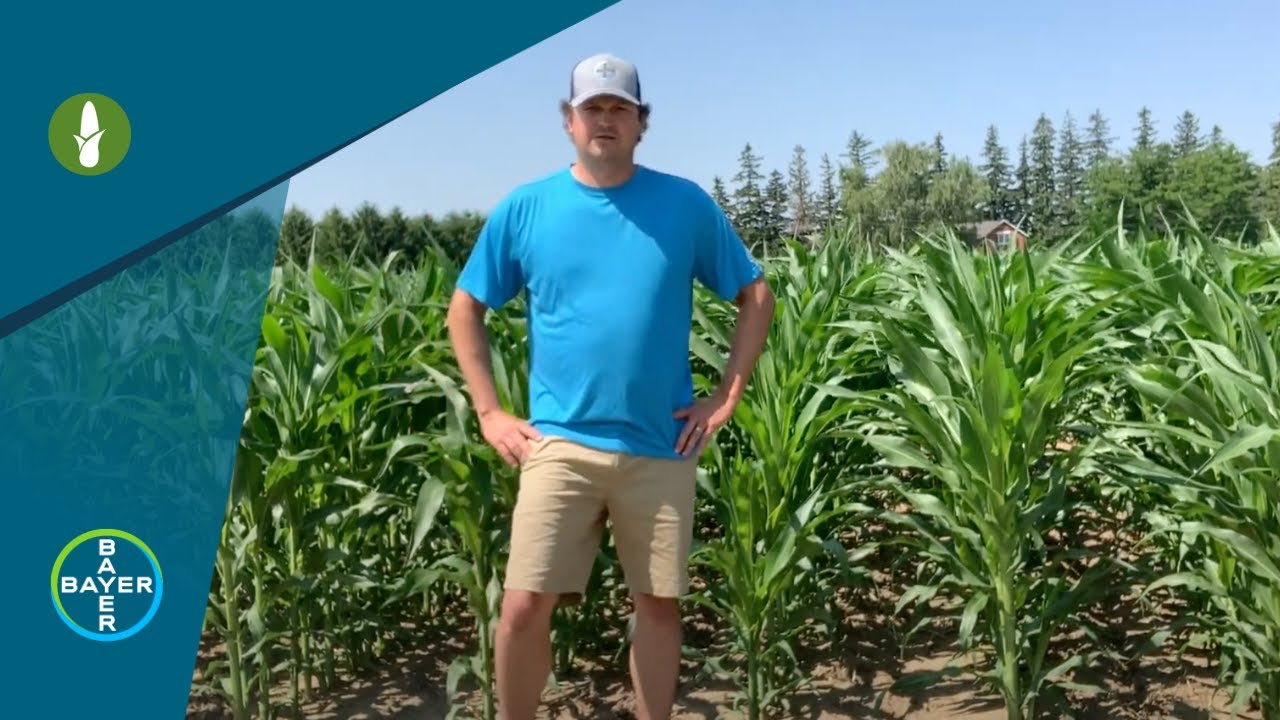 Corn Herbicides: Introducing Laudis® - YouTube