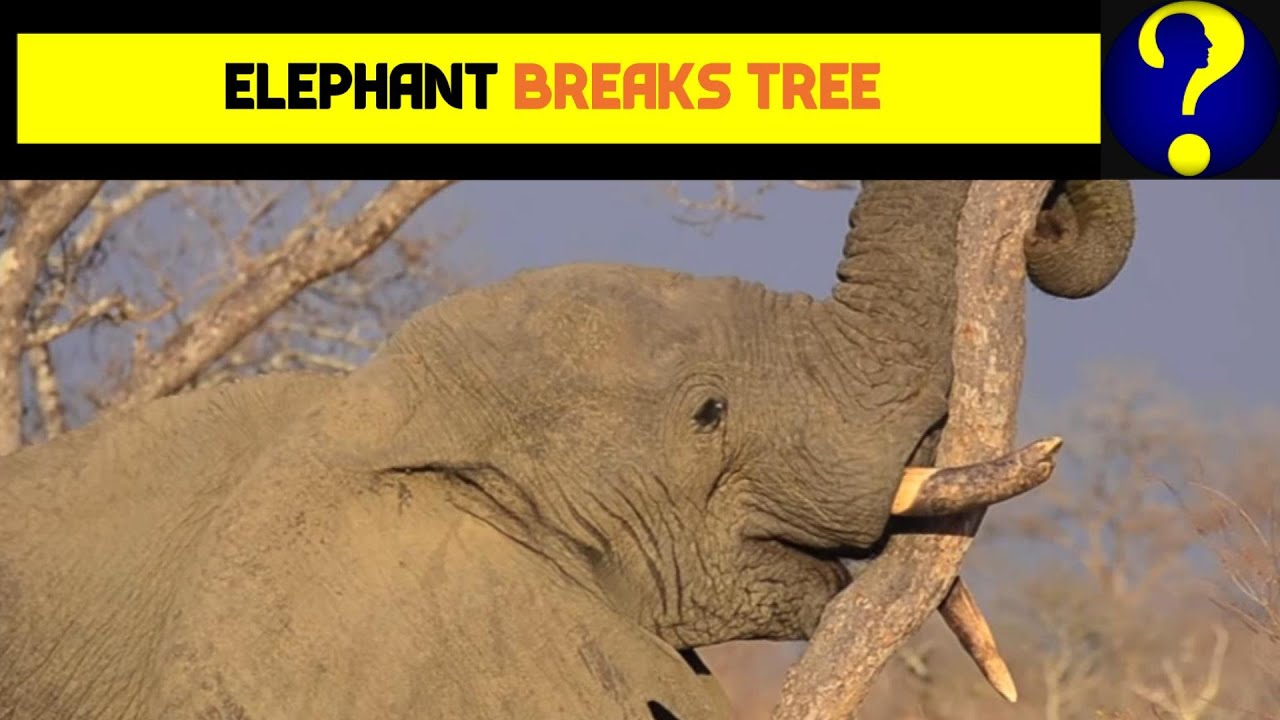 Elephant Breaks Tree Wildlife In Africa 18 - YouTube