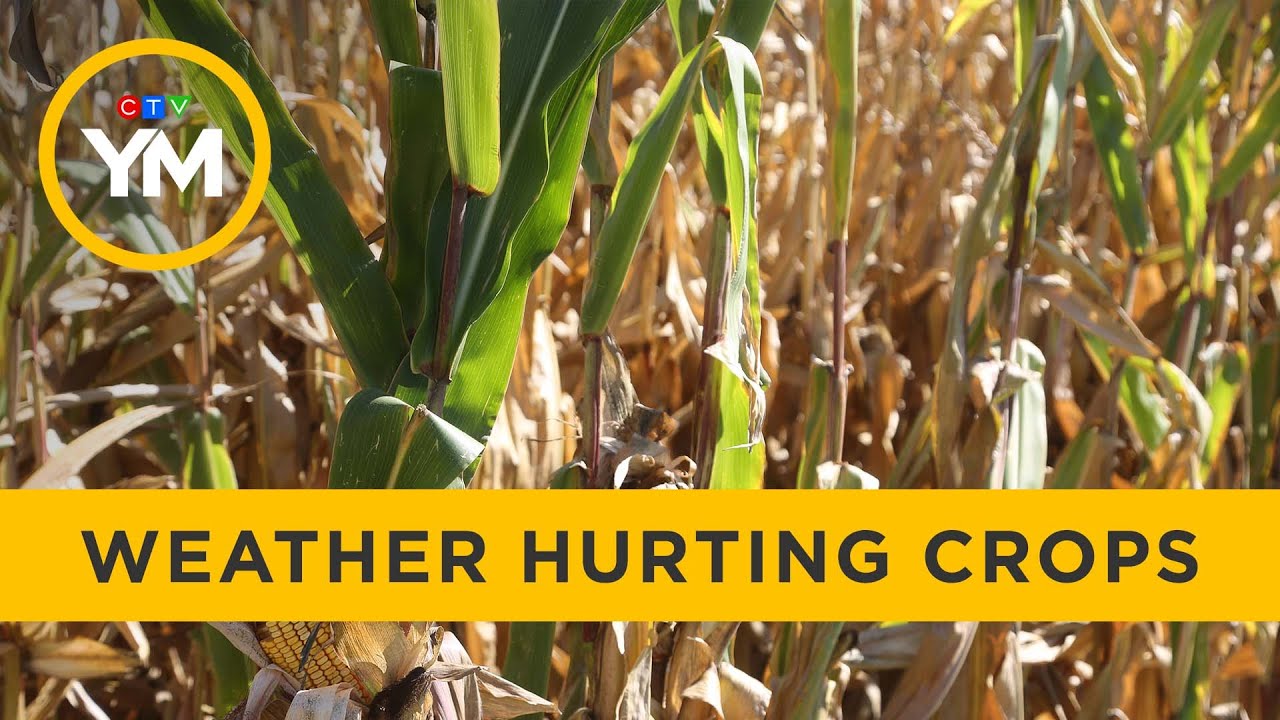 Irregular Weather Patterns Are Hurting Canadian Crops | Your Morning ...