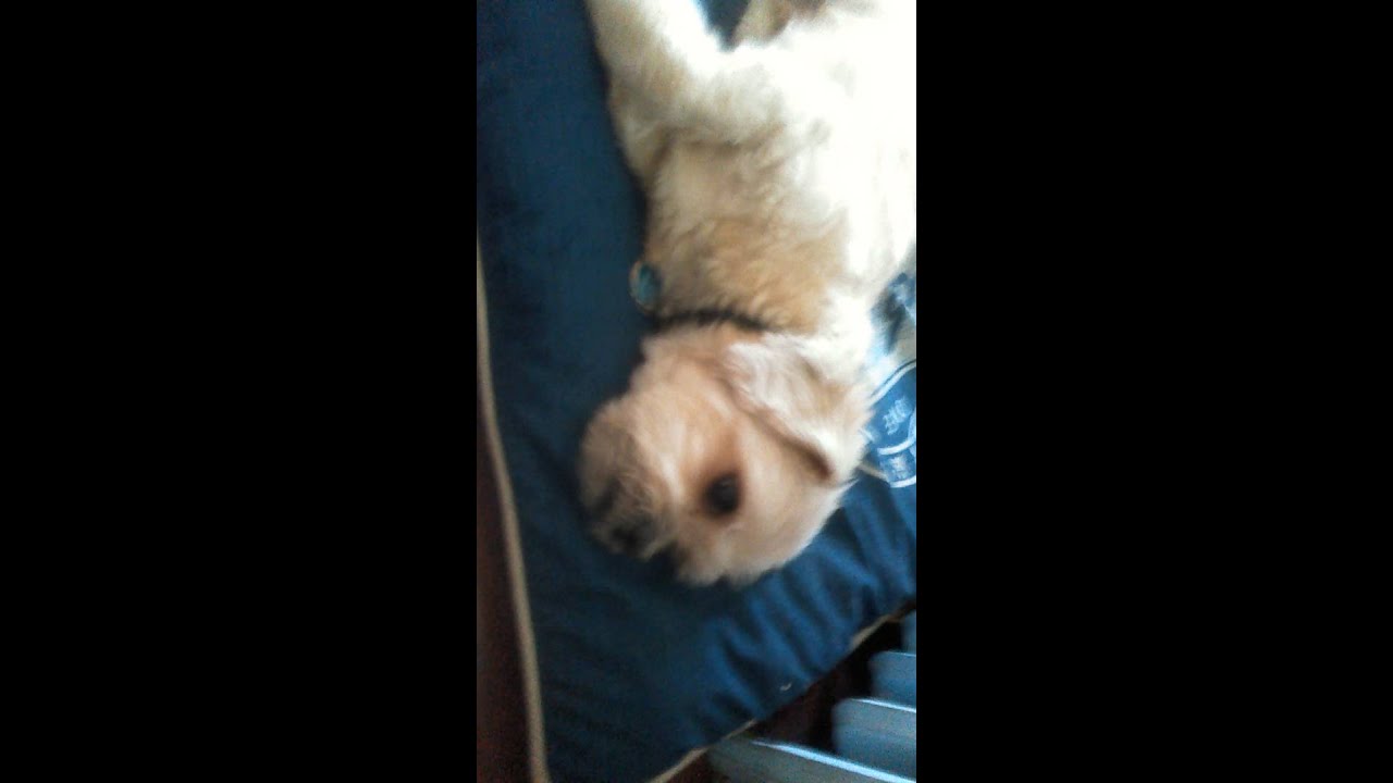 My dog buddy - YouTube