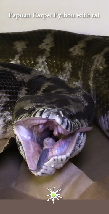 Python Swallowing Rat & Stretching Mouth - YouTube