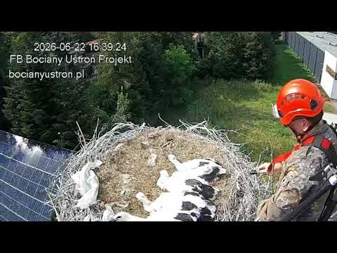 Bociany Ustroń 2026-06-22 obrączkowanie piskląt/ Ringing chicks