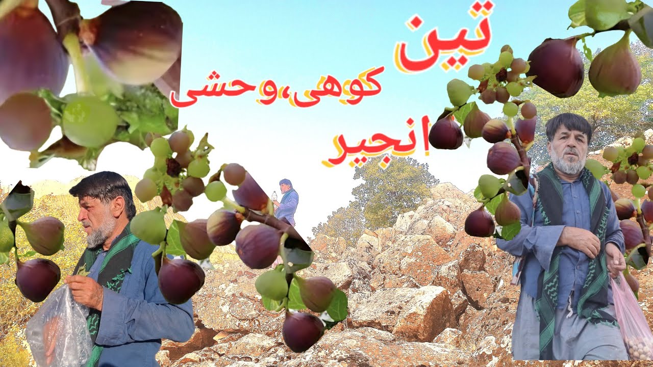 "Picking mountain figs | A sweet adventure in the heart of nature ...