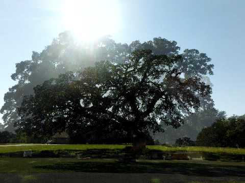 Stately Oak Tree - YouTube