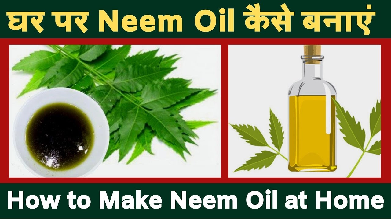 घर पर Neem Oil कैसे बनाएं || How to Make Neem Oil at Home || घर पर नीम ...